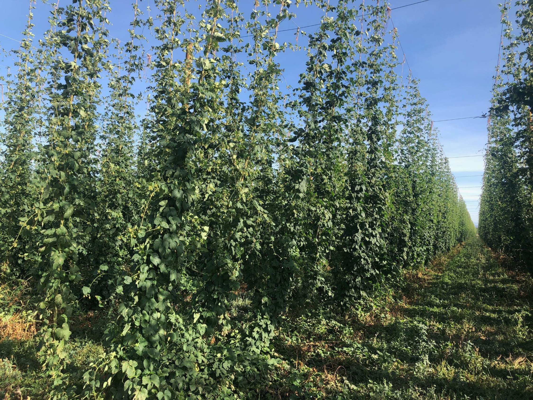 Hop Farming Spreads Across the US - PorchDrinking