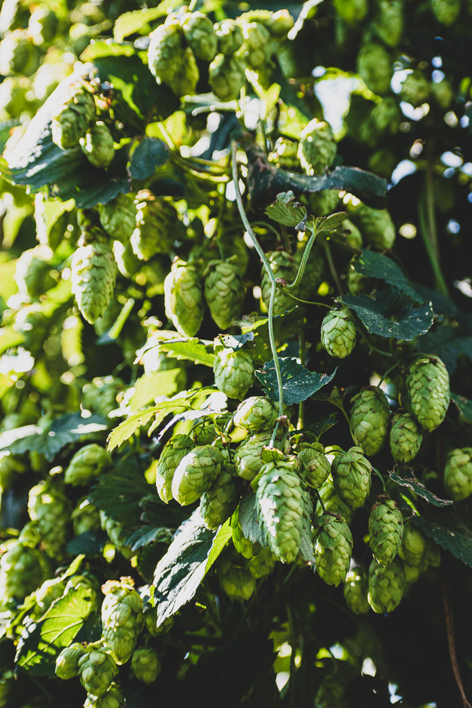 5 Questions With Crooked Yard Hops Founder Jake TeSelle - PorchDrinking